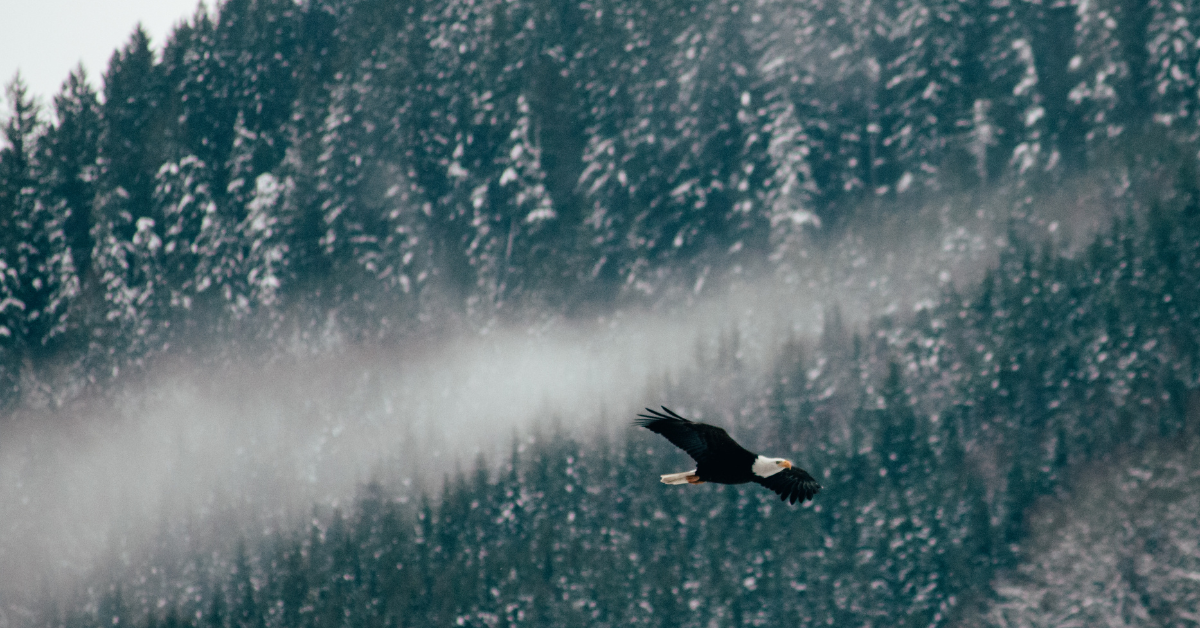 Thoreau's Civil Disobedience: a Challenge to Oppressive Structures ...